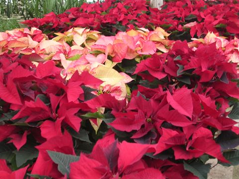 Fanick Garden Center and Nursery